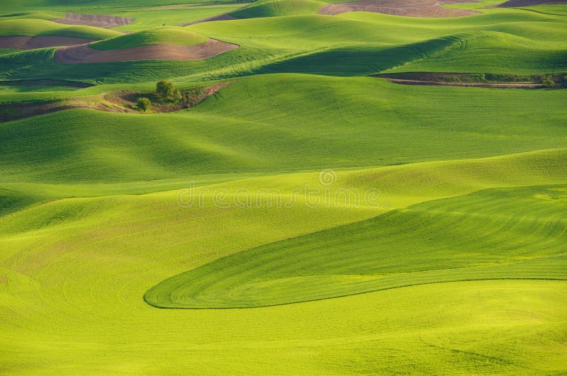Hills and Fields of the Palouse Stock Image - Image of agriculture ...
