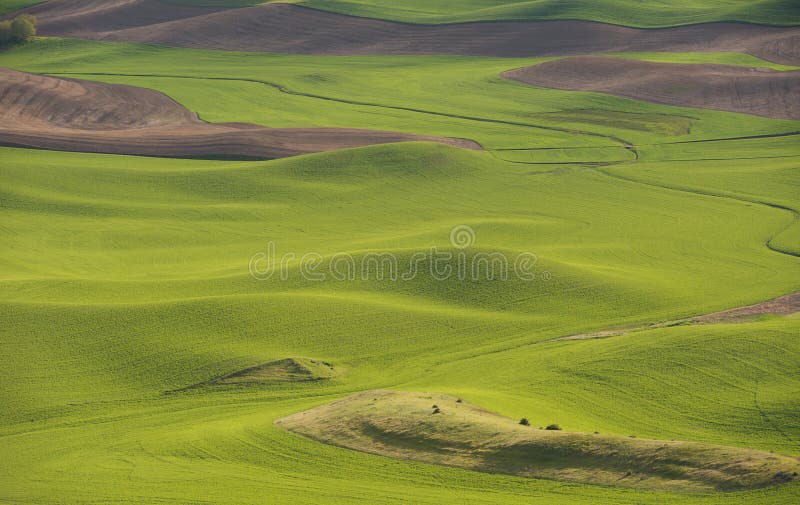 Hills and Fields of the Palouse Stock Photo - Image of sensous ...
