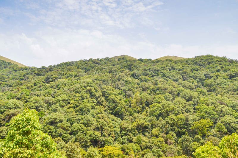 Forest Cover of Moss, Grass and Greenery, Background Stock Image ...