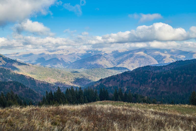 Hills och tallskog fotografering för bildbyråer. Bild av nytt - 164594479