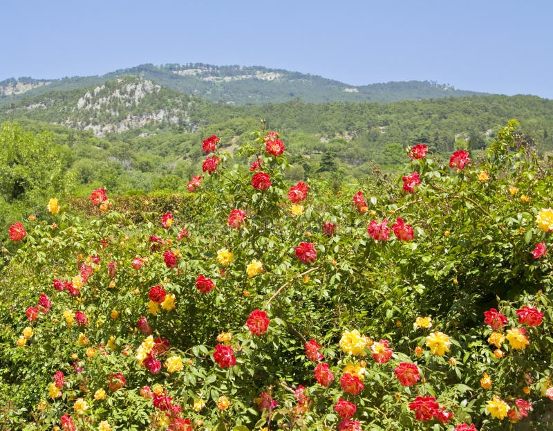 Hills and roses stock photo. Image of hill, blossom, spring - 27028576