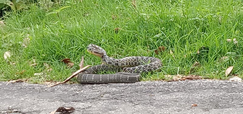 Hills Snake on Attacking Mode Dangerous Stock Image - Image of ...