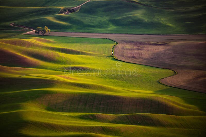 Rolling hills spring stock image. Image of palouse, plant - 118460955