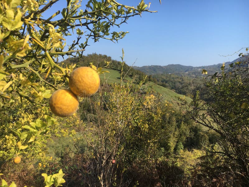 Wild mandarins stock photo. Image of georgia, tangerines - 110192986