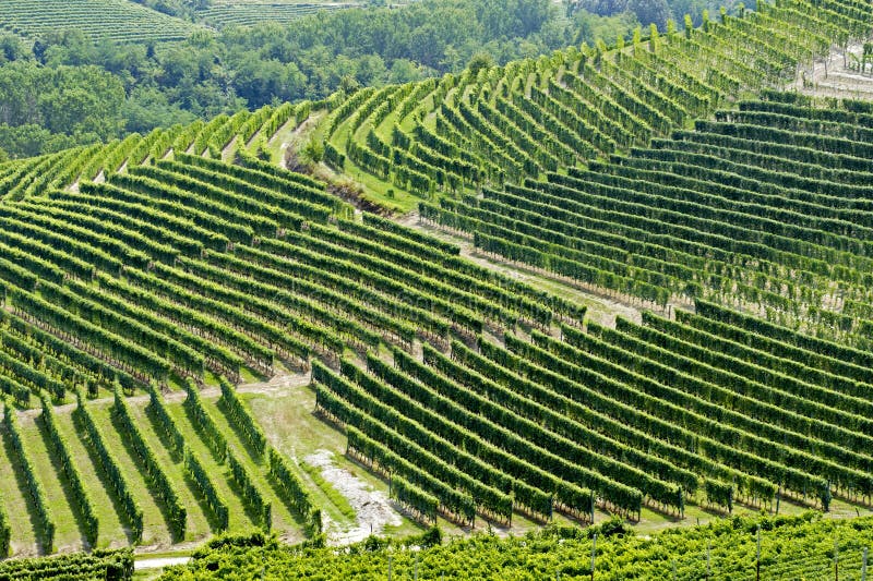 Italian Vineyards stock image. Image of wine, country - 1122979