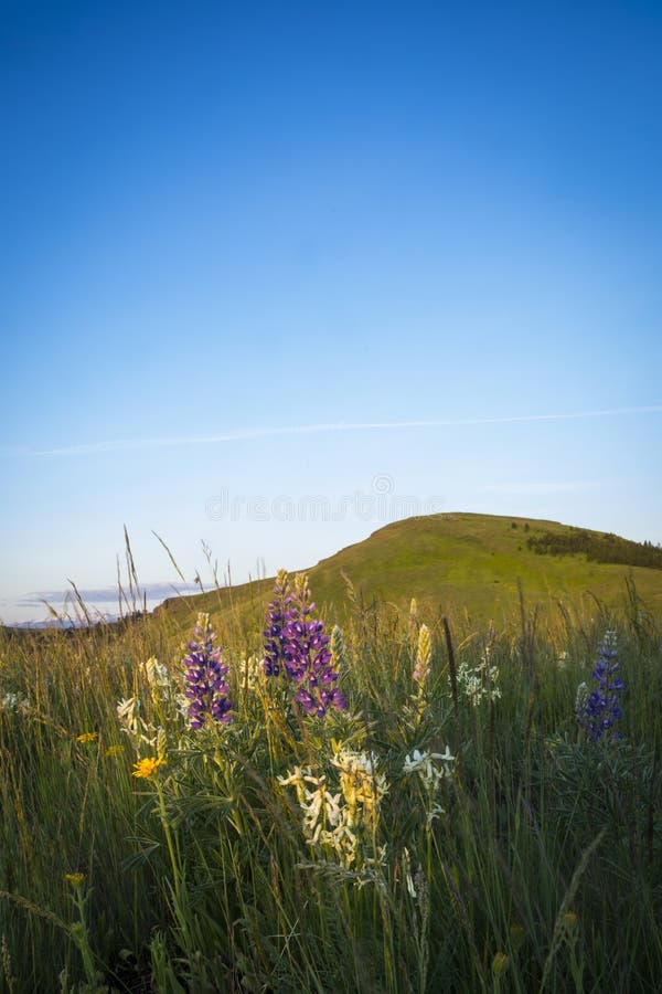 Hills and Wildflowers, Oregon Stock Photo - Image of submissions ...