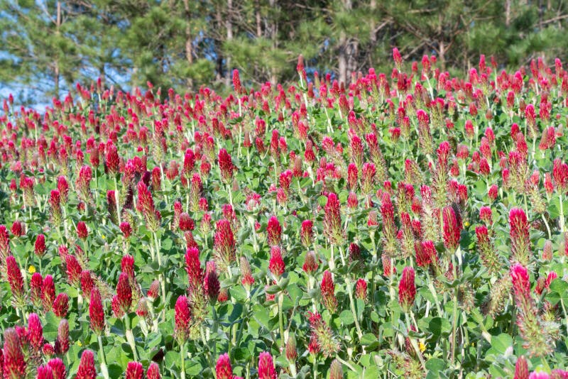 A Hillside Blooming with Crimson Clover. Stock Image - Image of texas ...