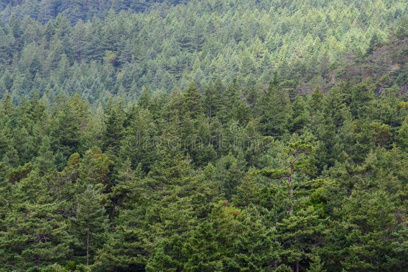 Nature Background of Symmetrical Triangle Shaped Evergreen Tree with ...