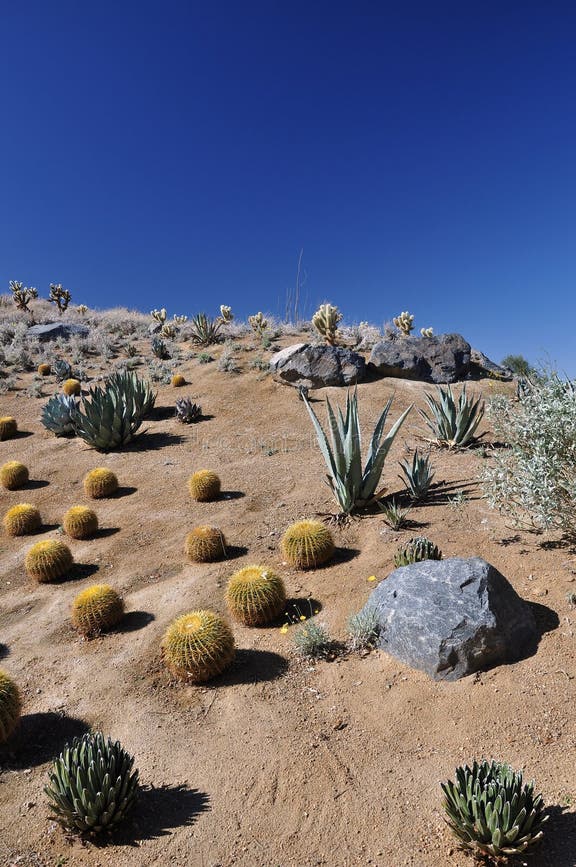 Hillside in the desert stock photo. Image of flora, rock - 29532006