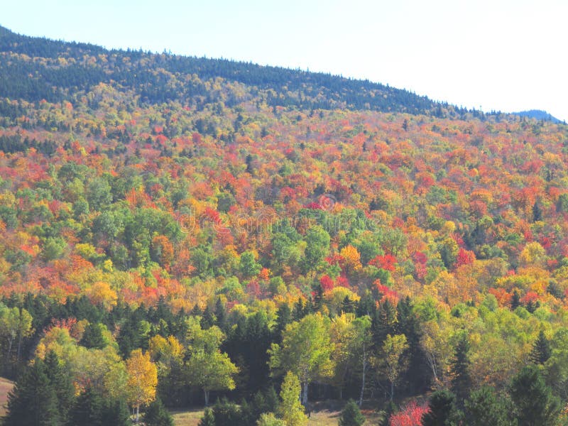 Hillside of fall colors stock image. Image of hill, nature - 258181693