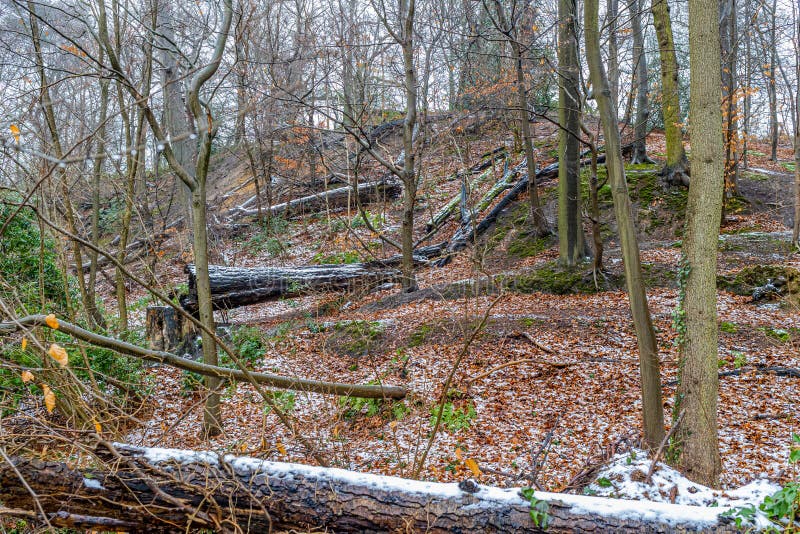 Hillside with Fallen Tree Trunks and Branches among the Bare Trees ...