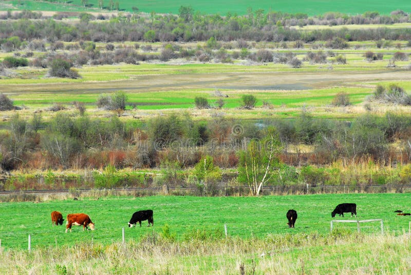 Hillside farm stock image. Image of hillside, forest, park - 5299235
