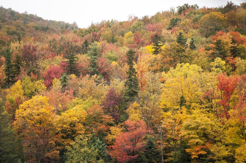 Hillside foliage stock photo. Image of autumn, trees - 52048230