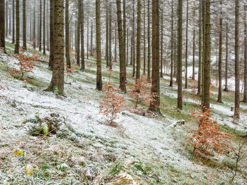 Forest of Spruce Trees with First Snow, Seasons Turning Stock Image ...