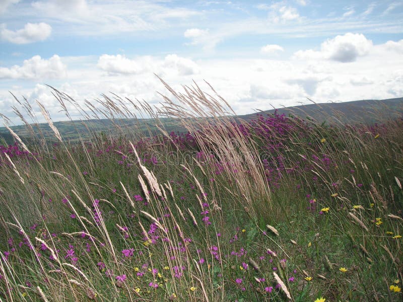 Hillside and Heather Overlooking the Sea on Exmoor Stock Photo - Image ...