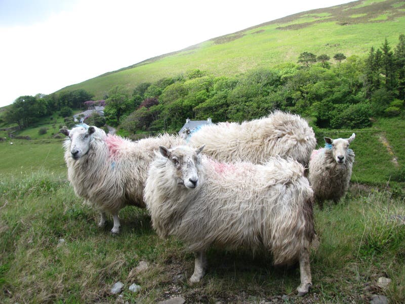 Sheep stock image. Image of sheep, county, running, holidays - 50557623