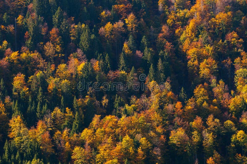 Mixed Forest in the Colors of Autumn Stock Image - Image of color ...