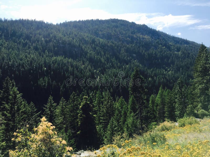 Hillside paradise stock photo. Image of hillside, pine - 96645170