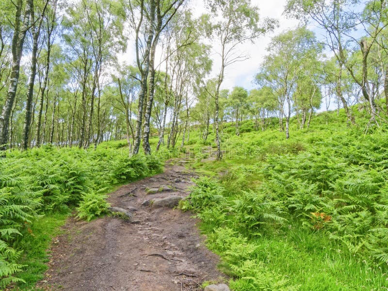 Hillside Path through Tall, Thin Trees Stock Photo - Image of britain ...