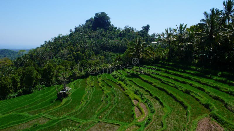 Hillside Rice Paddy Terrace Stock Photo - Image of hill, paddy: 11644234