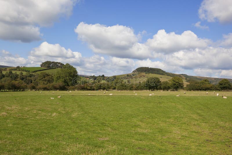 Hillside scenery stock photo. Image of animals, english - 44373318