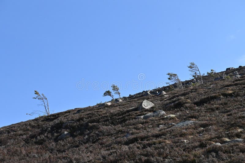 Hillside with Sparse Trees and Clear Sky Stock Photo - Image of natural ...