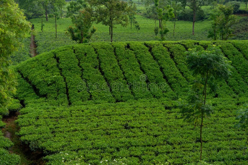 Hillside Tea Garden. Mountain Terrace Cultivation Stock Image - Image ...