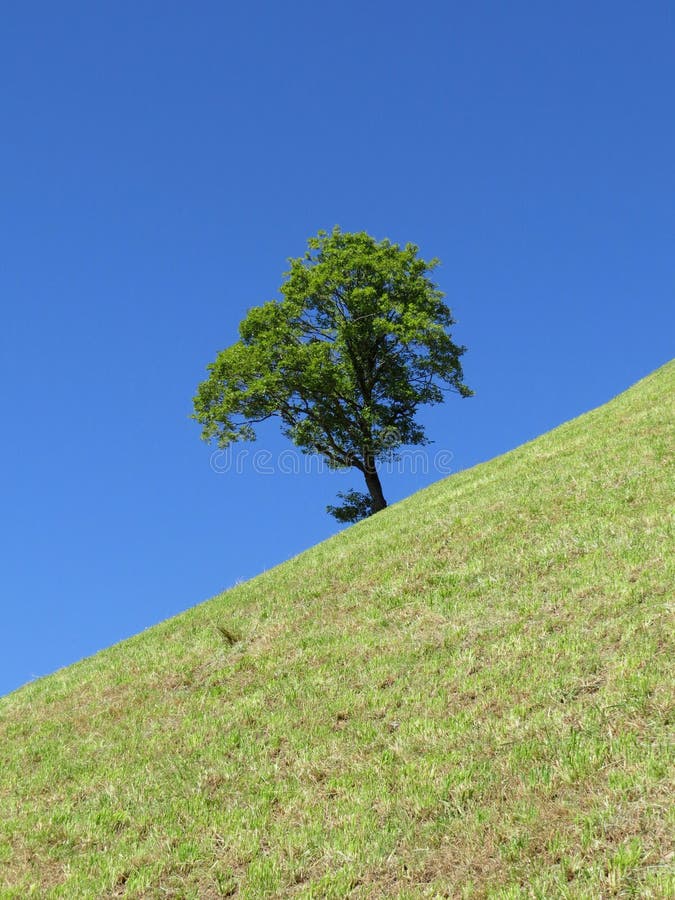 Hillside tree stock image. Image of italy, horizon, grass - 77661673