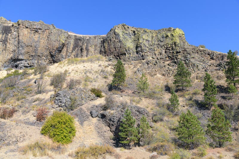 Hillside of Trees Dot Basalt Cliff Face in Central Washington Stock ...