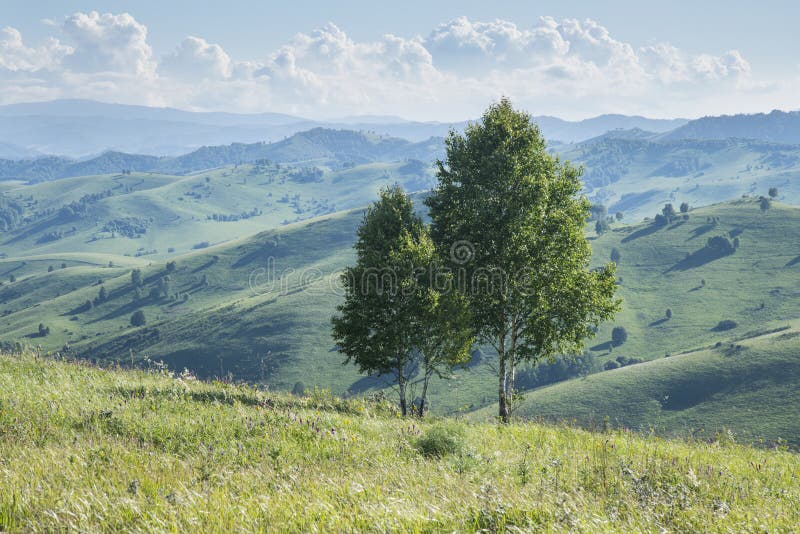 Hillside Trees. Summer Day. Rest and Travel Stock Image - Image of ...