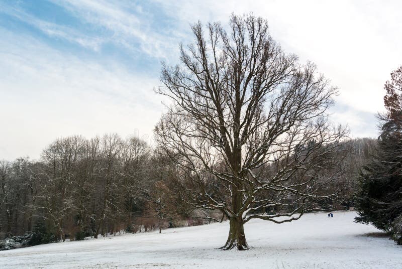 Hillside Under Snow with Tree Stock Image - Image of snowy, beautiful ...