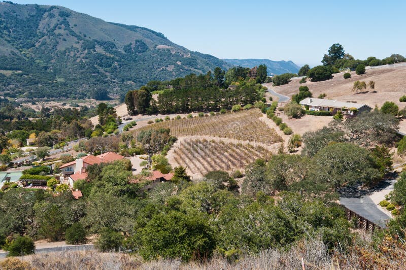 Hillside vineyard stock image. Image of trees, farm, landscape - 21147119