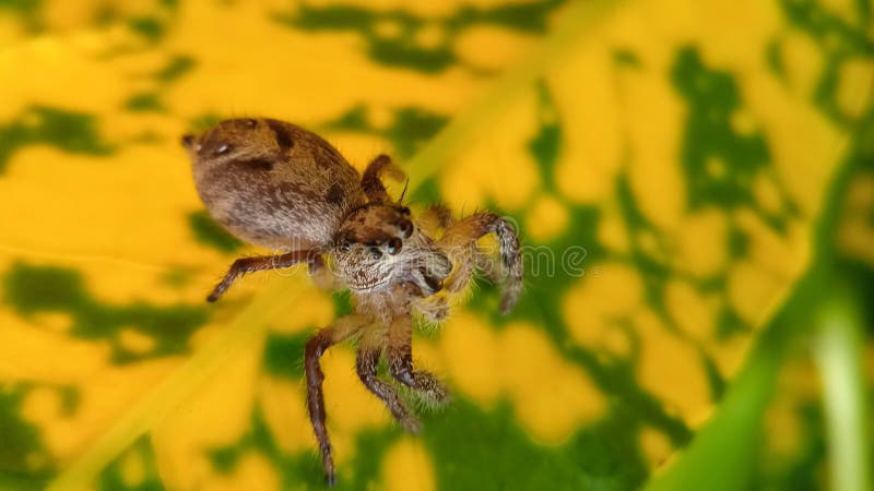 Hillus Diardi Jumping Spider Nesting among the Leaves of the Yellow ...