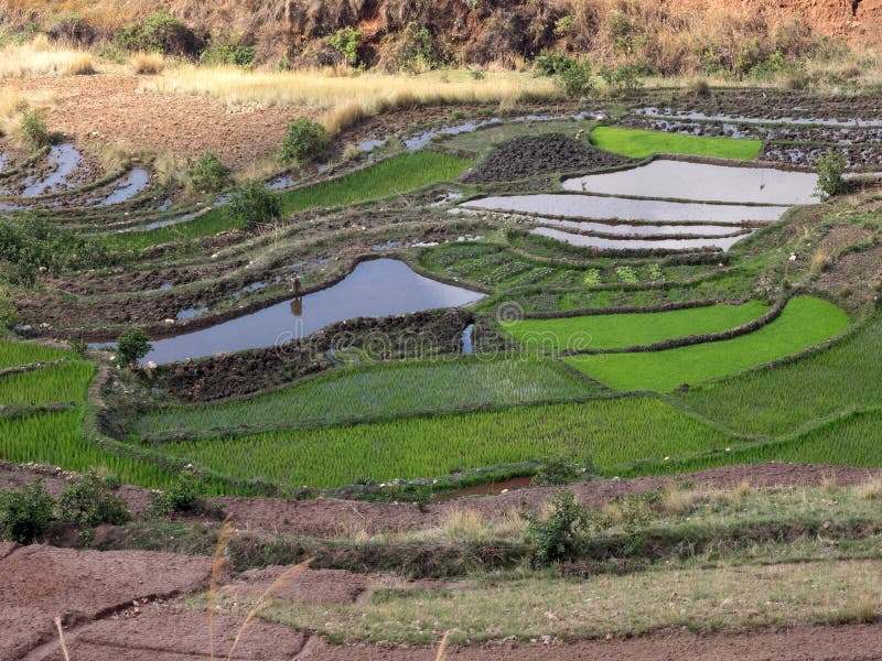 The Hilly Agricultural Landscape in the South of Madagascar Stock Image ...