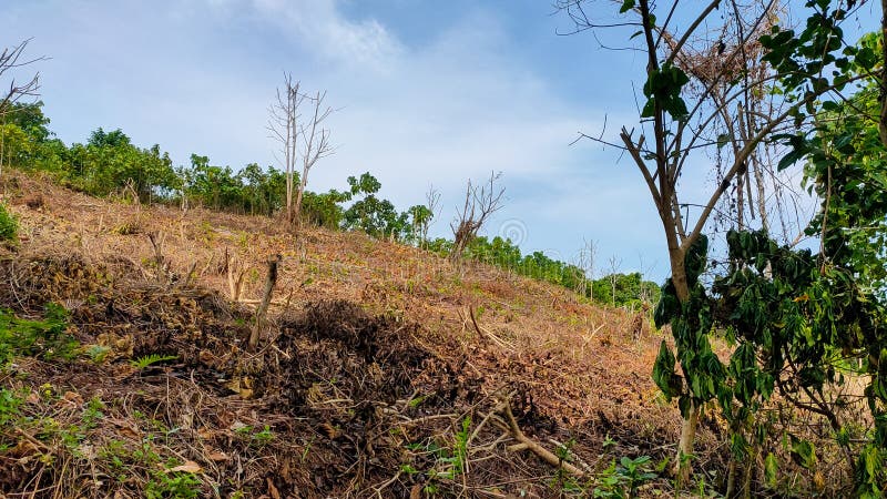 The Hilly Areas Were Cleared for Agricultural Land Stock Photo - Image ...