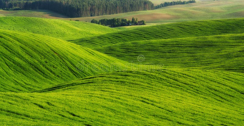 Hilly Field. Agricultural Field Stock Image - Image of agriculture ...