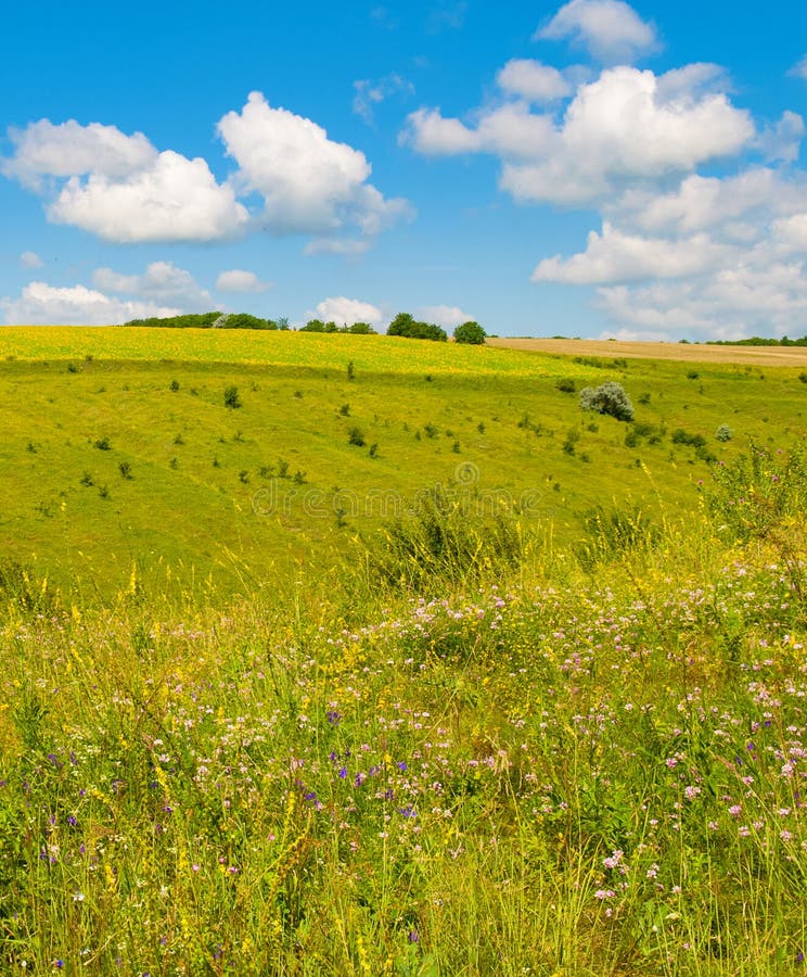 Field with Green Alfalfa and Bright Sun in the Blue Sky. Vertical Photo ...
