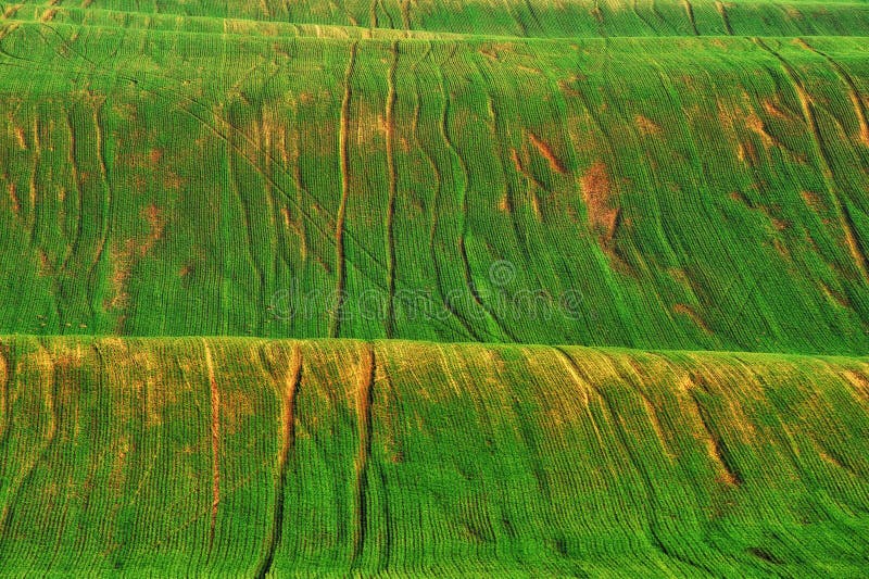 Hilly Field. Natural Texture Stock Photo - Image of green, atmosphere ...