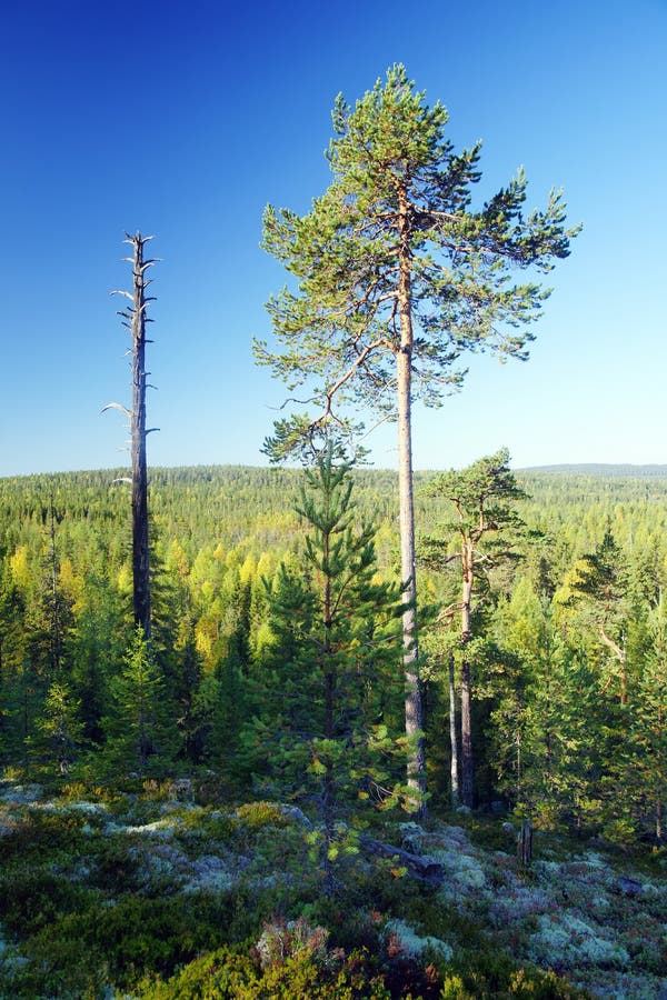 Hilly forest stock photo. Image of scenics, russia, hill - 44573416
