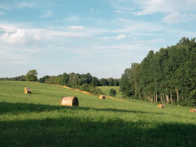 Hilly Green Field with Straw Bales Stock Photo - Image of cereal, wheat ...