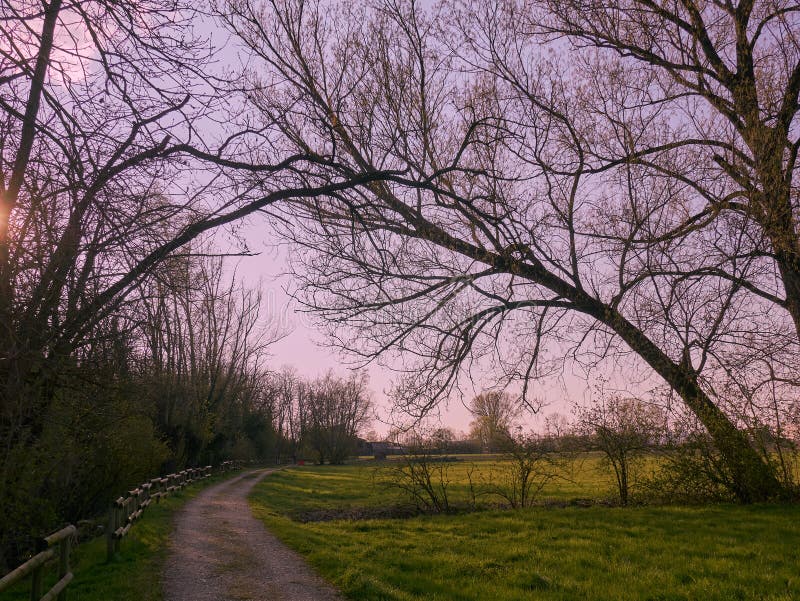 Tilted tree stock photo. Image of forest, shrub, meadow - 218164436