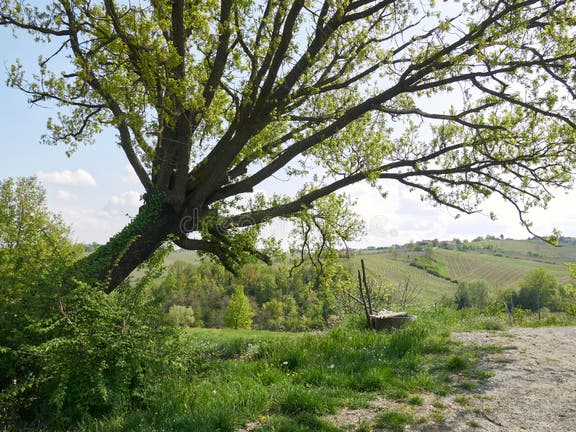 Tilted tree stock photo. Image of green, leaf, tree - 218164500