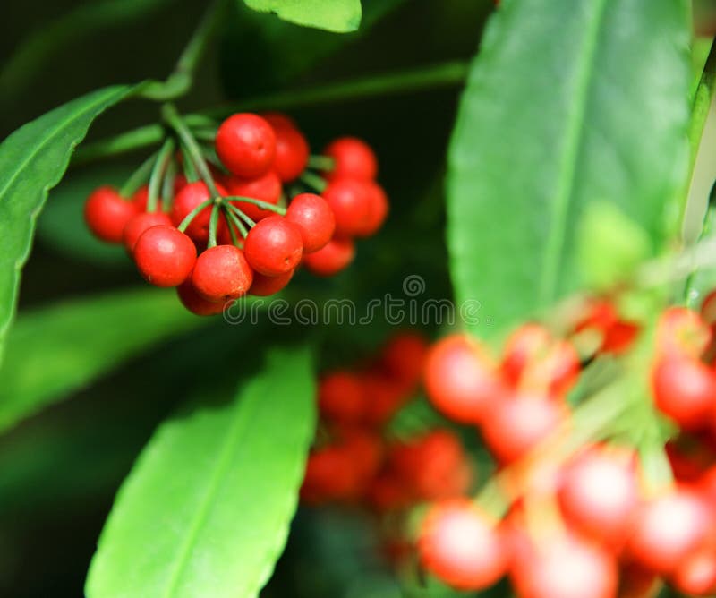 Hilo holly stock photo. Image of crenata, fruit, ardisia - 16546404