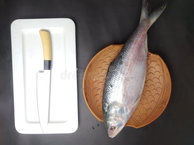 Hilsha Fish is a National Fish Stock Photo - Image of padma, salt ...