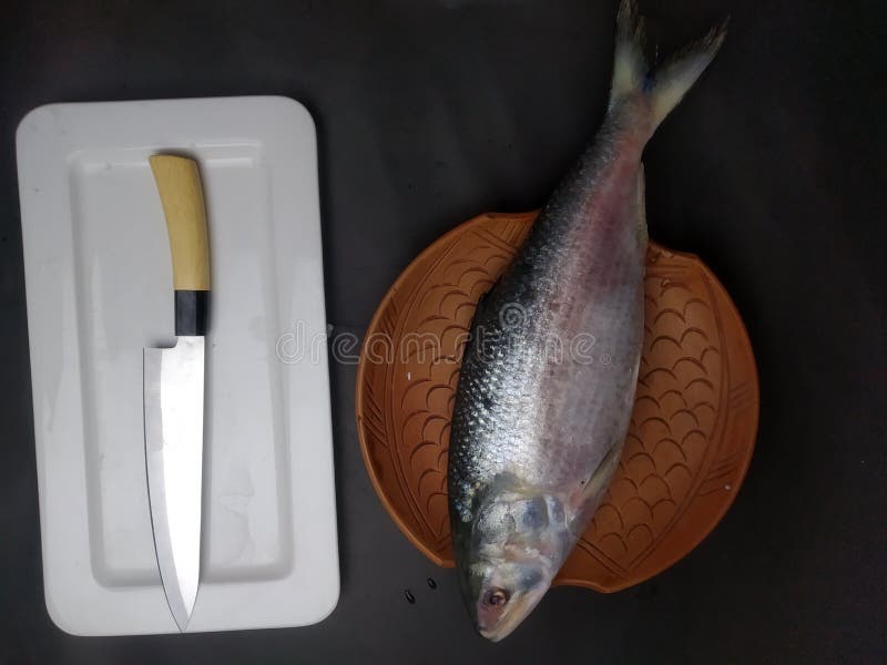 Hilsha Fish is a National Fish Stock Photo - Image of hilsah, national ...