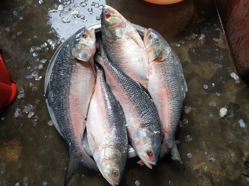 Hilsha Fish Slices of Southeast Asia Stock Photo - Image of bengali ...