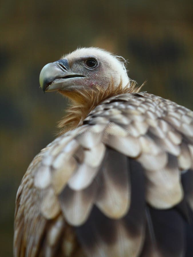 Himalajski gryfonu sęp obraz stock. Obraz złożonej z ampuła - 20791347