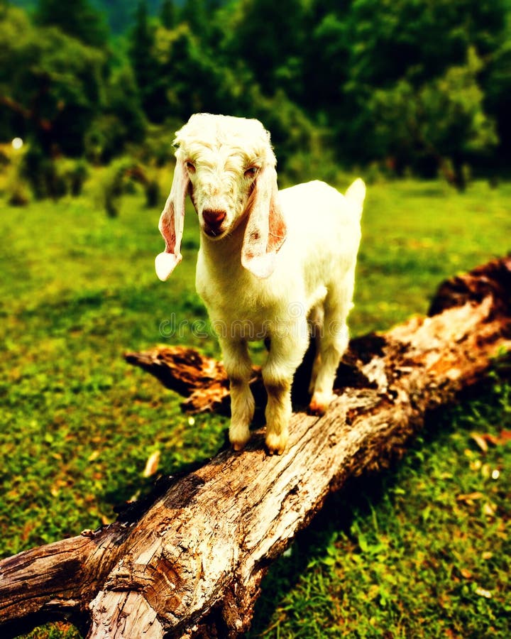 Himalaya baby goat stock image. Image of wildlife, animal - 223573265