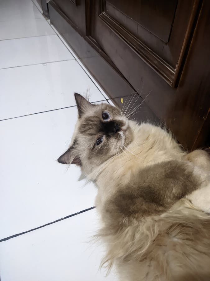 Himalaya Cat with Black Nose Stock Photo - Image of nose, himalaya ...