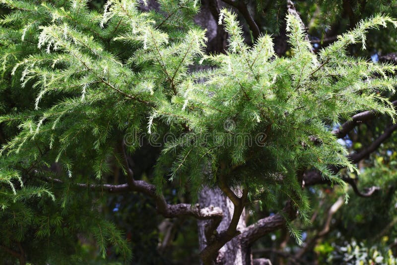 148 Ceder Tree Photos - Free & Royalty-Free Stock Photos from Dreamstime